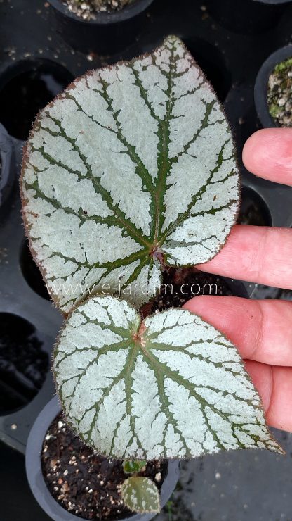 Begonia 'U400' (Penang) - E-Jardim