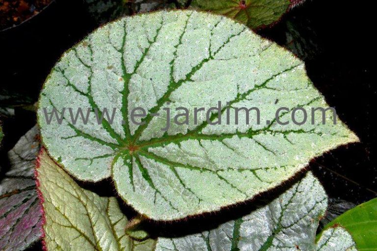Begonia 'U400' (Penang) - E-Jardim