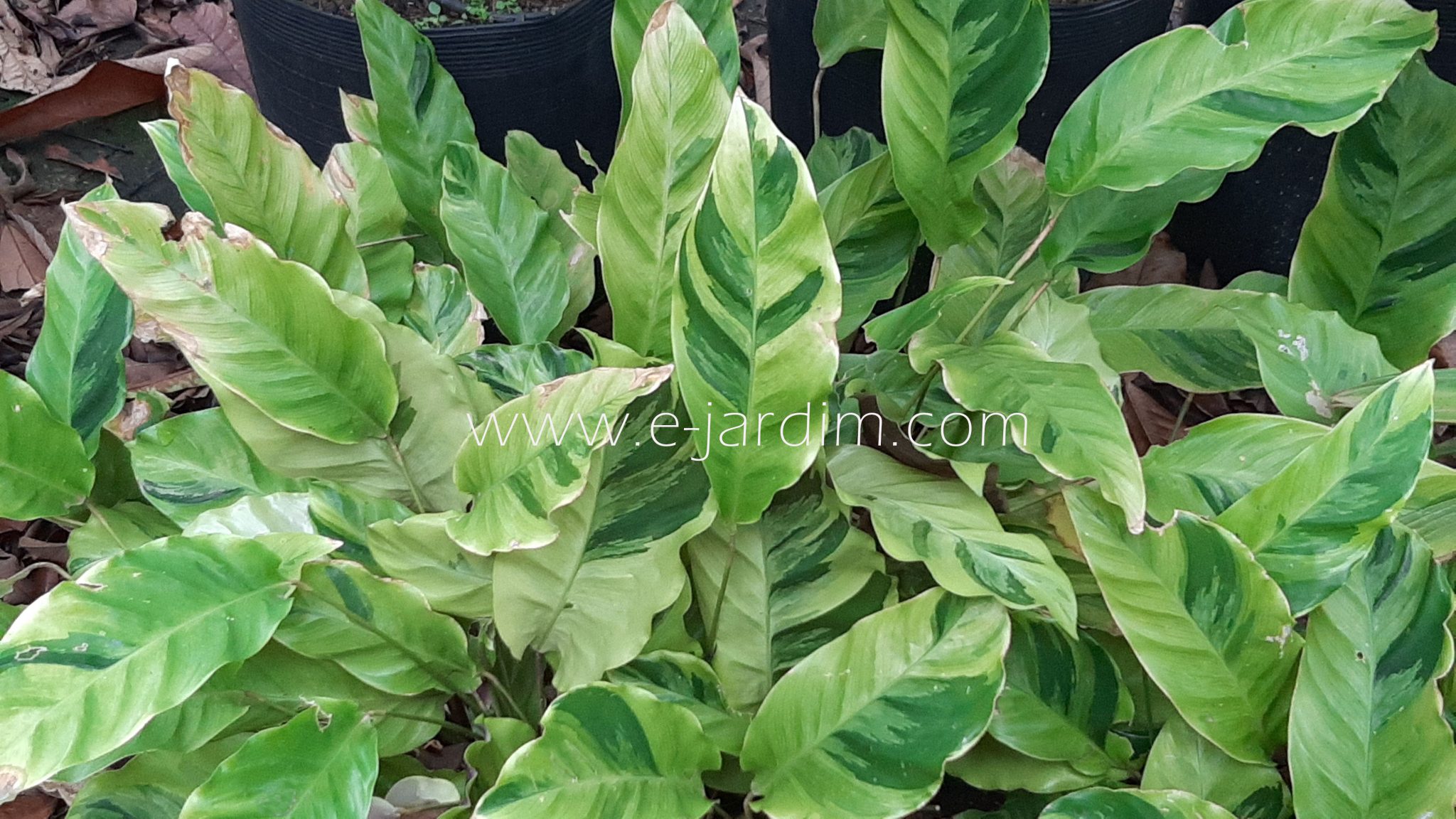 Calathea louisae 'Emperor' (=C. 'Thai Beauty') - E-Jardim