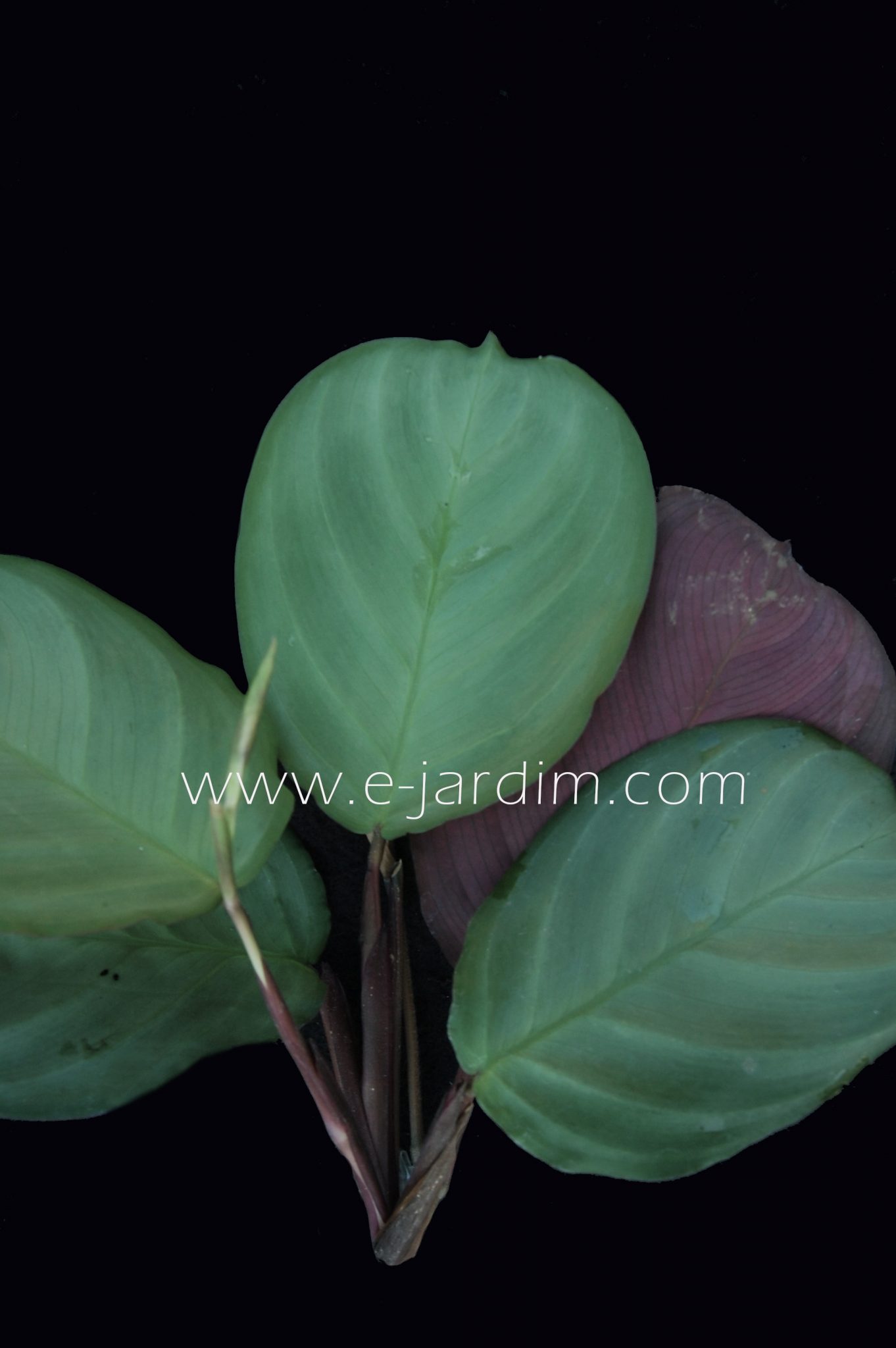 Maranta cristata 'Silver Sheen' / maranta-brilho-de-prata - E-Jardim