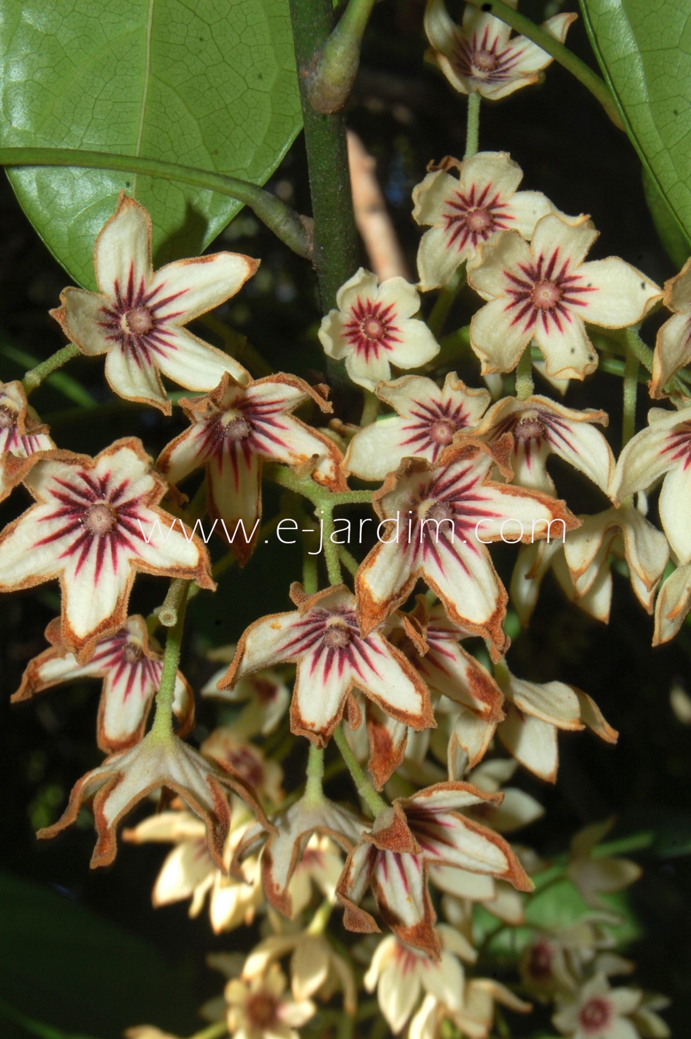 Cola acuminata / árvore-da-coca-cola - E-Jardim