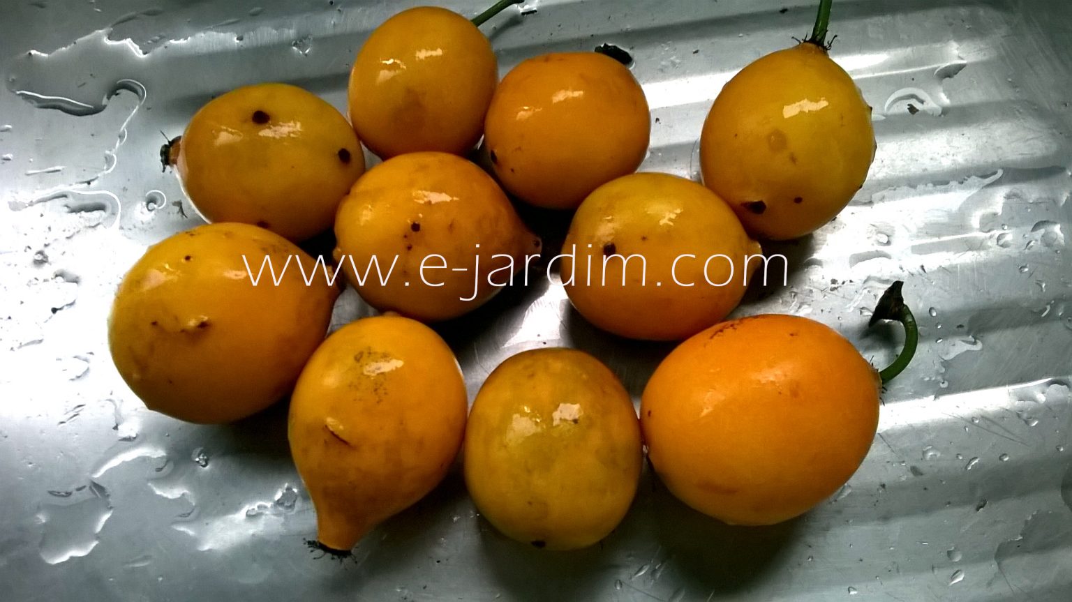 Garcinia humilis (=Rheedia lateriflora) / achachairu-boliviano - E-Jardim