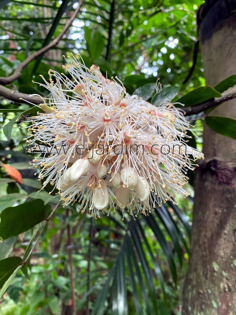 Maniltoa lenticellata / árvore-lenço-rosa - E-Jardim