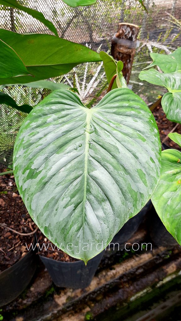 Philodendron sodiroi / filodendron-de-sodiro - E-Jardim