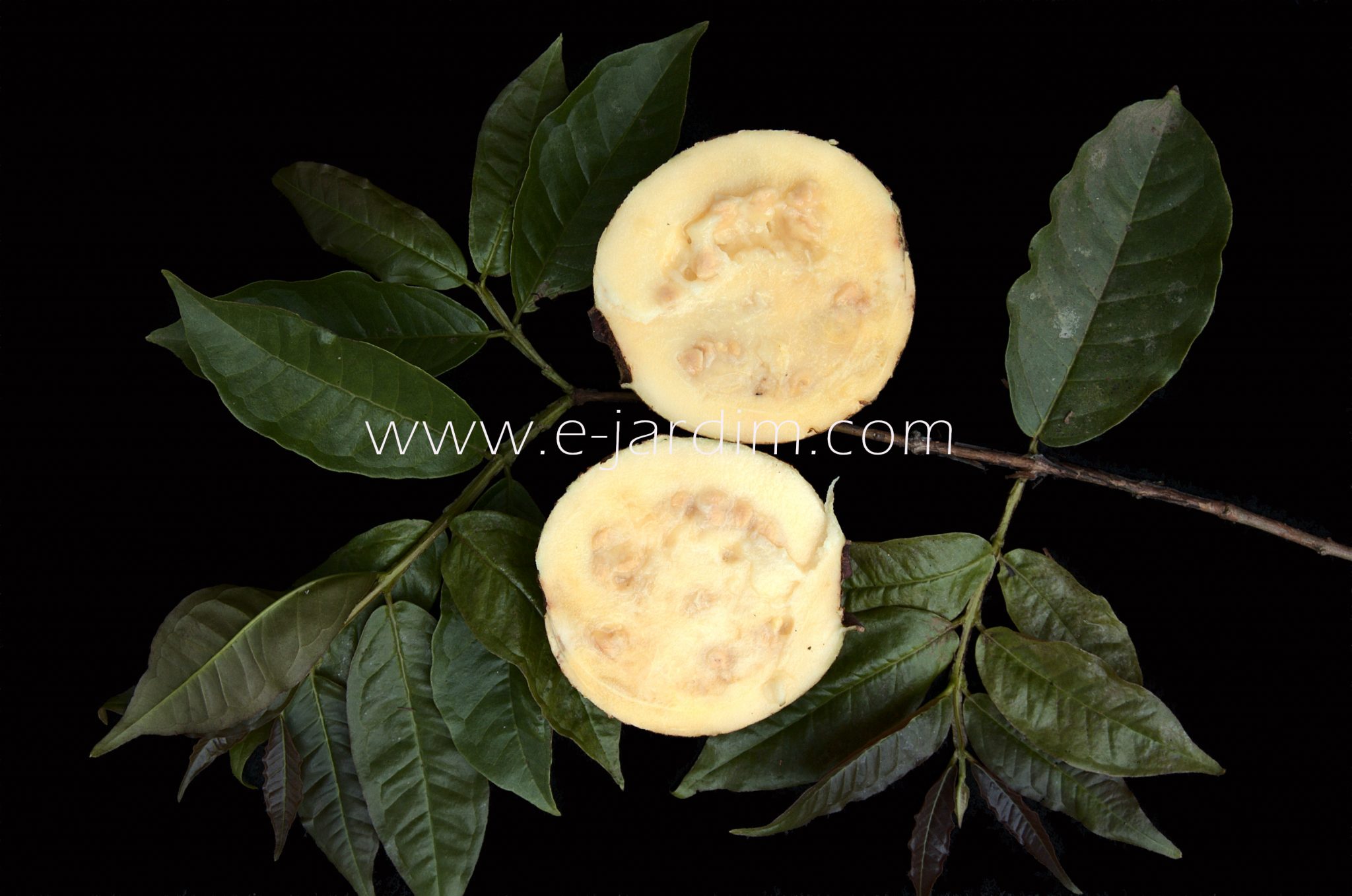 Psidium acidum (=P. acutangulum var. acidum) / araçá-pera - E-Jardim