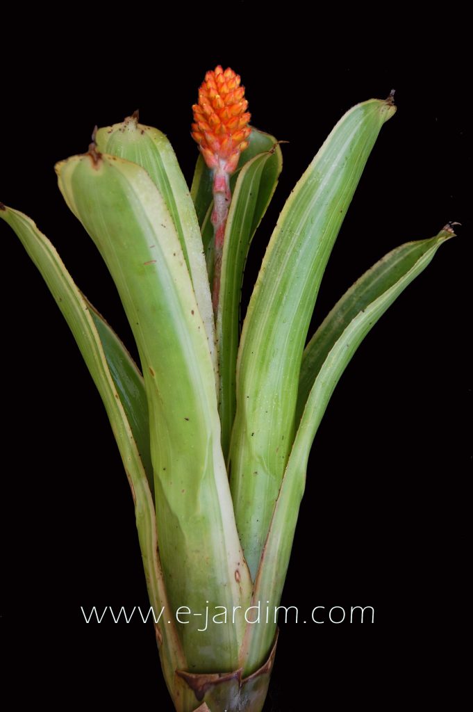 Aechmea comata var. makoyana - E-Jardim