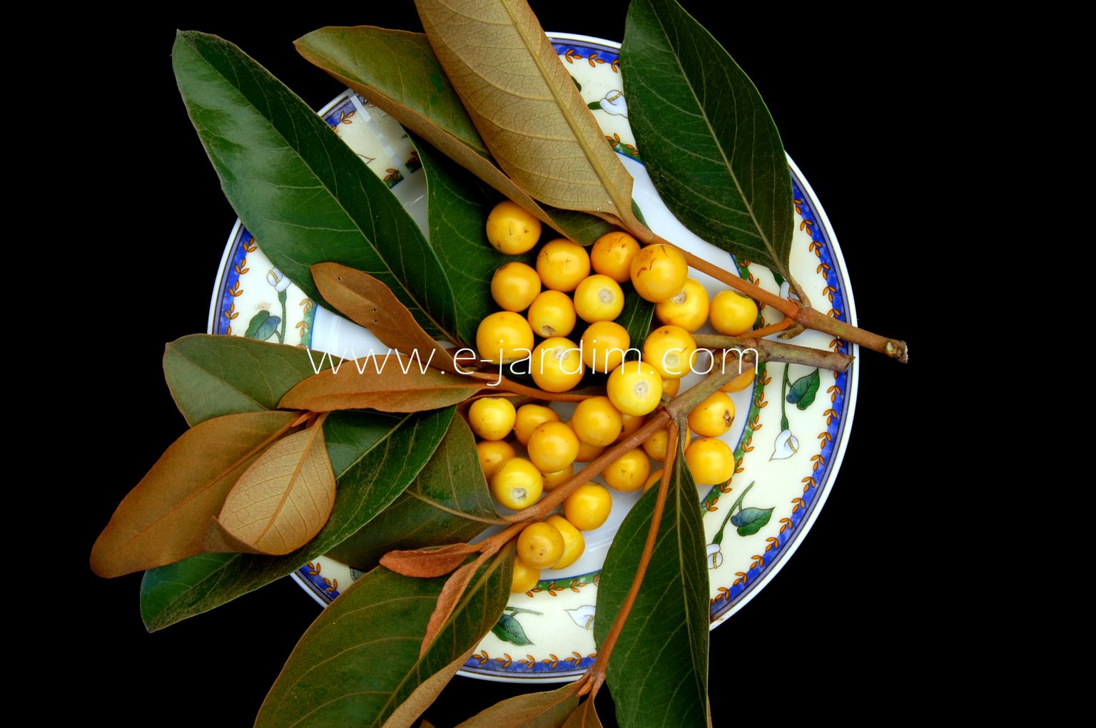 Byrsonima crassifolia / murici-da-amazônia - E-Jardim