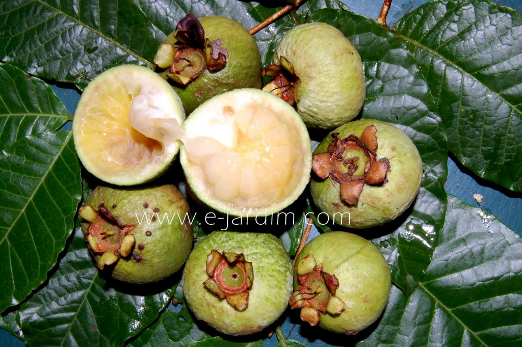 Campomanesia schlechtendaliana / guabiroba-verde - E-Jardim