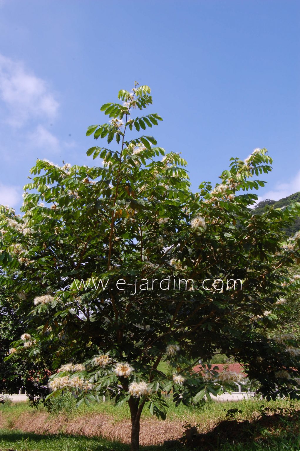 Inga edulis / ingá-de-metro - E-Jardim