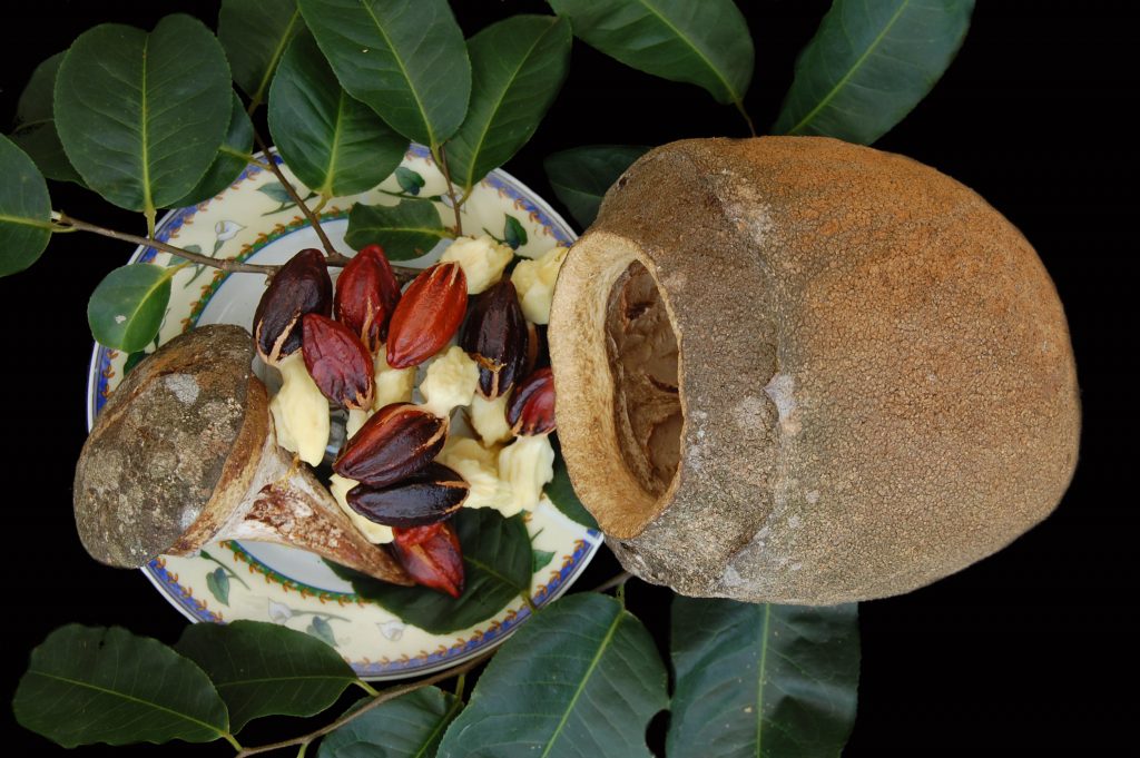 Lecythis pisonis / sapucaia-vermelha - E-Jardim