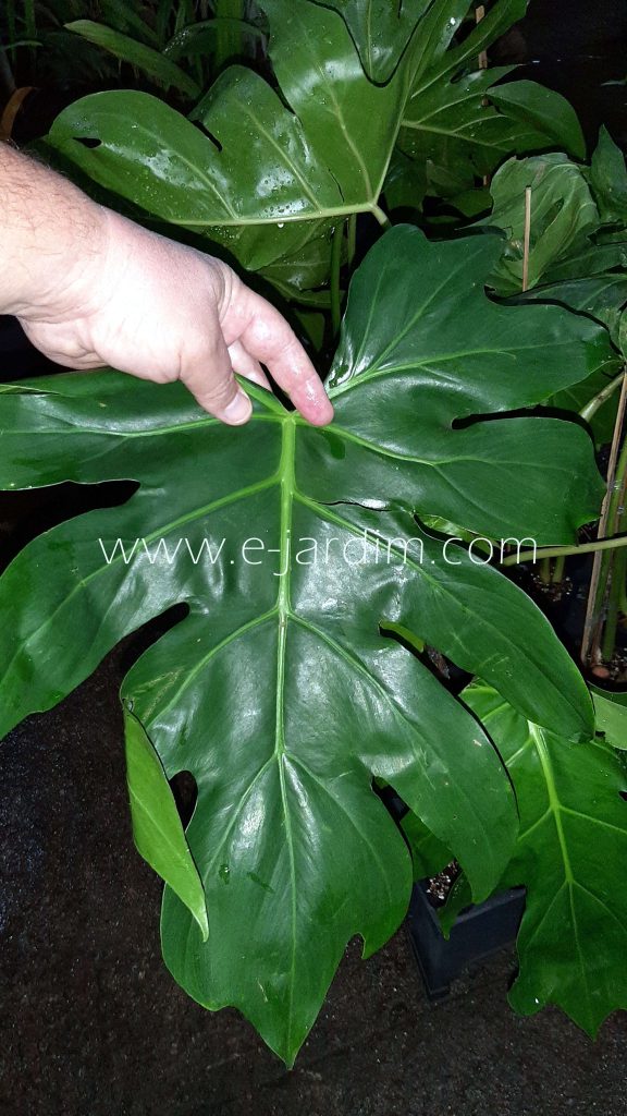Philodendron radiatum - E-Jardim