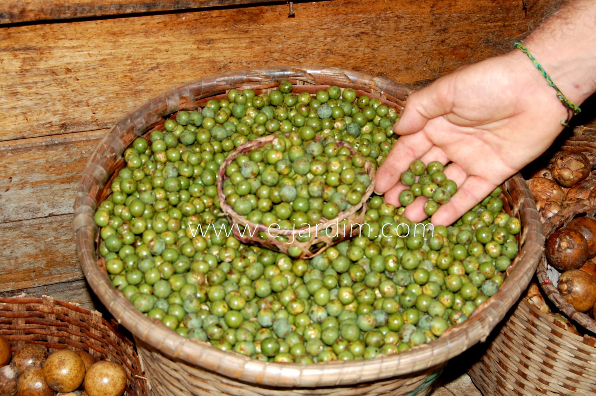 Euterpe oleracea var. branco / açaí-branco ou açaí-tinga - E-Jardim