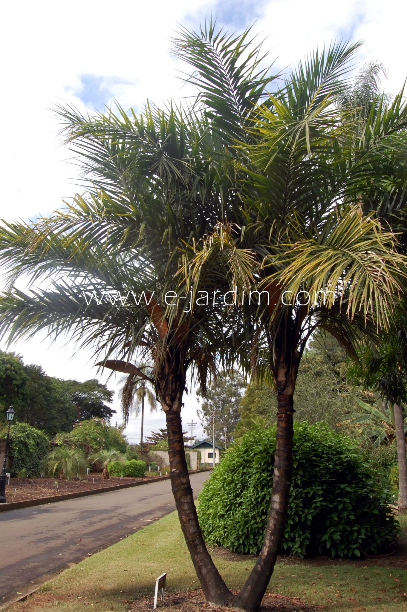 Syagrus cearensis / catolé-gêmeo - E-Jardim