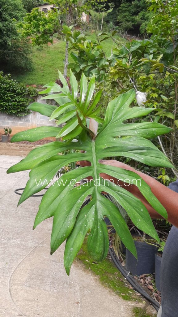 Philodendron mayoi / filodendro-simon-mayo - E-Jardim