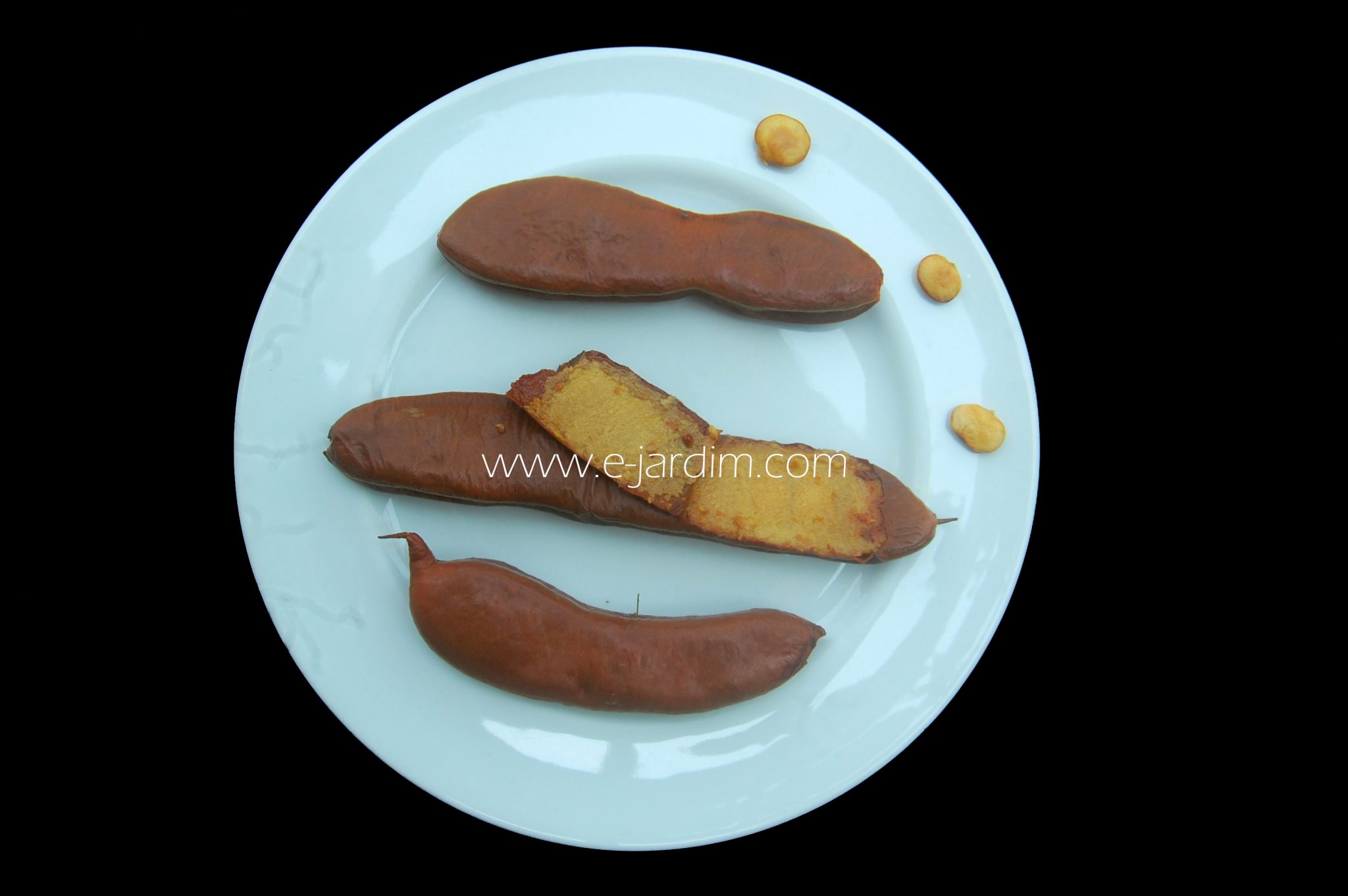 Exostyles venusta / jenipapo-de-fava - E-Jardim