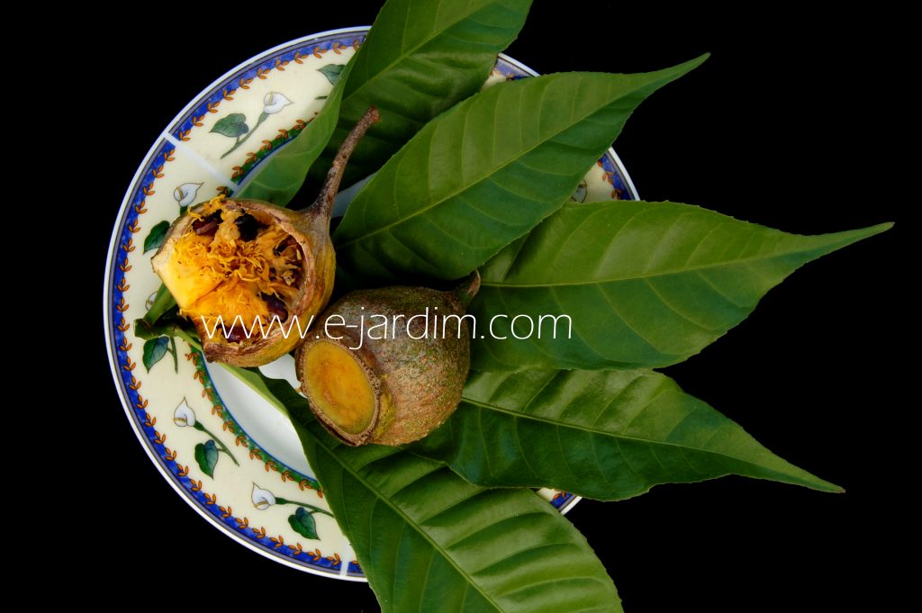 Gustavia augusta / sacha-chopé ou heaven lotus - E-Jardim