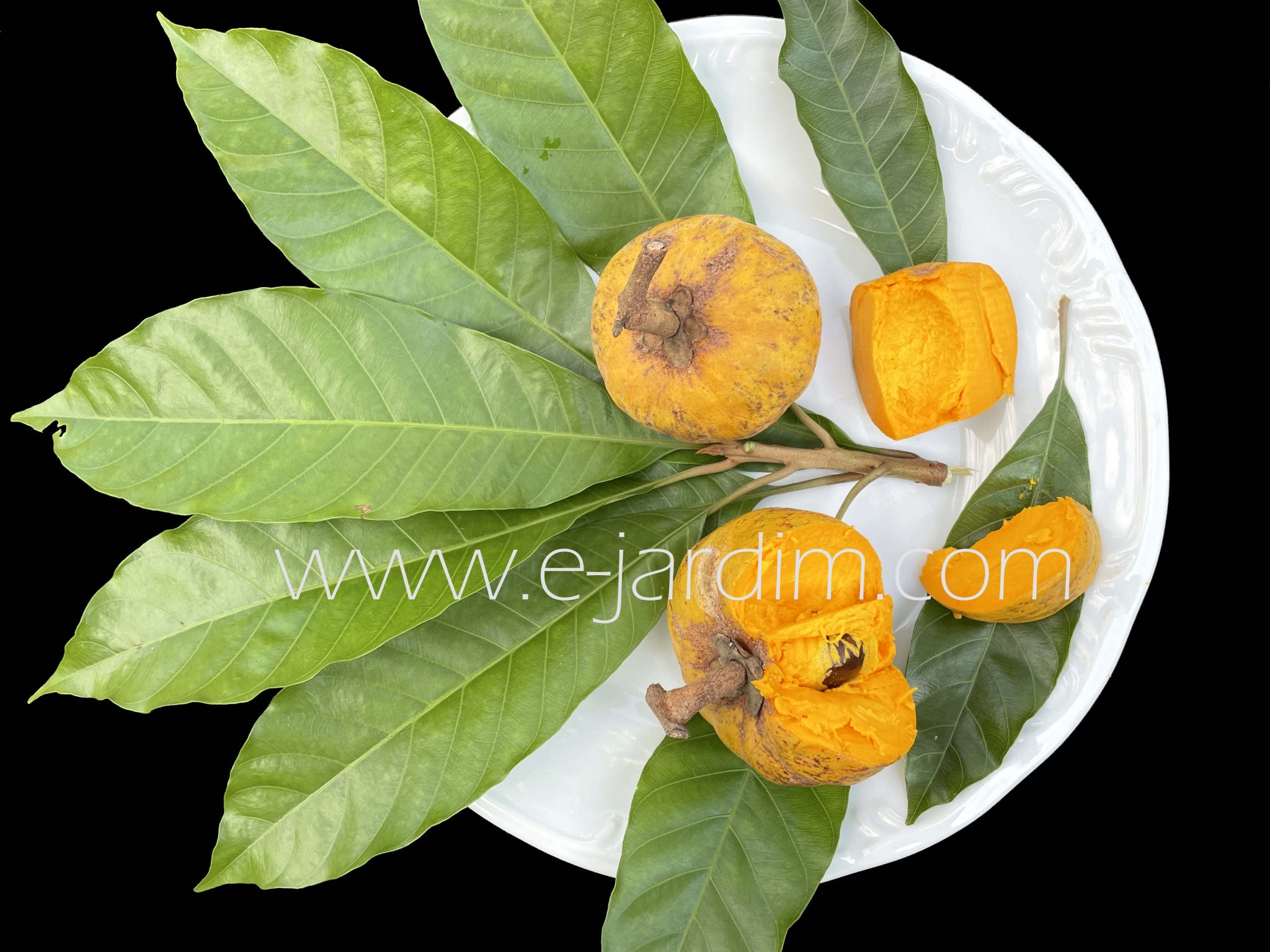Pouteria sp. nv. / sapota-ross (Ross sapote) - E-Jardim