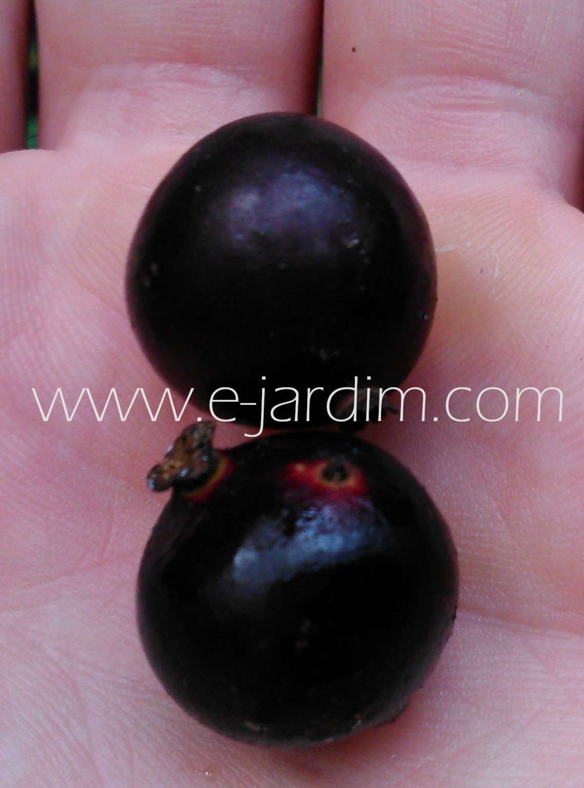 Marlierea eugeniopsoides (= Myrcia eugeniopsoides) / guaporanga ...