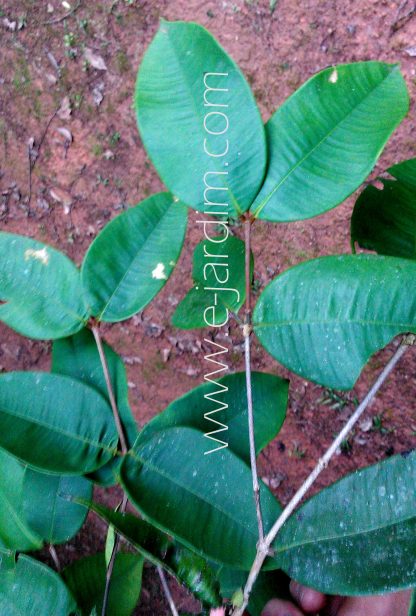 Marlierea eugeniopsoides (= Myrcia eugeniopsoides) / guaporanga ...