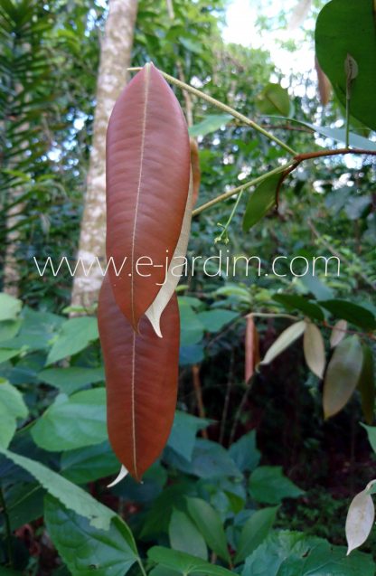 Marlierea eugeniopsoides (= Myrcia eugeniopsoides) / guaporanga ...