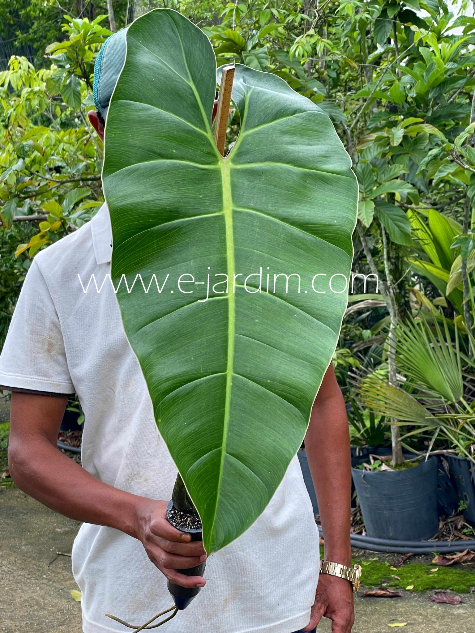 Philodendron minarum / filodendro-mineiro - E-Jardim
