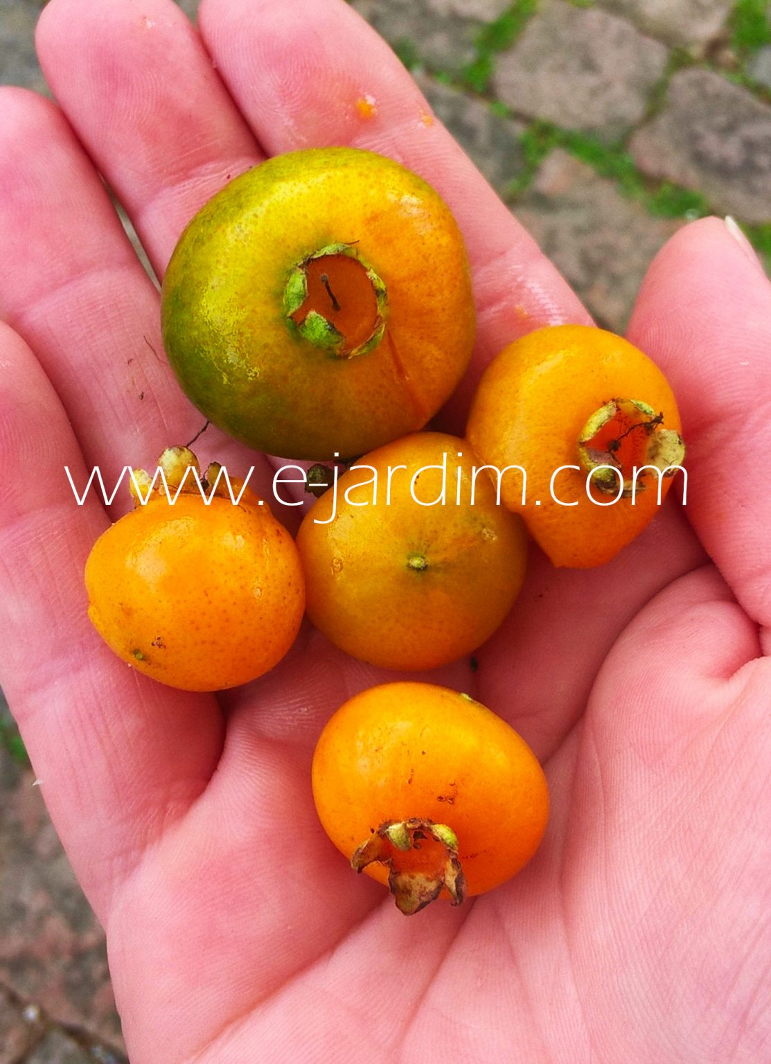 Campomanesia reitziana / guabiroba-de-reitz - E-Jardim