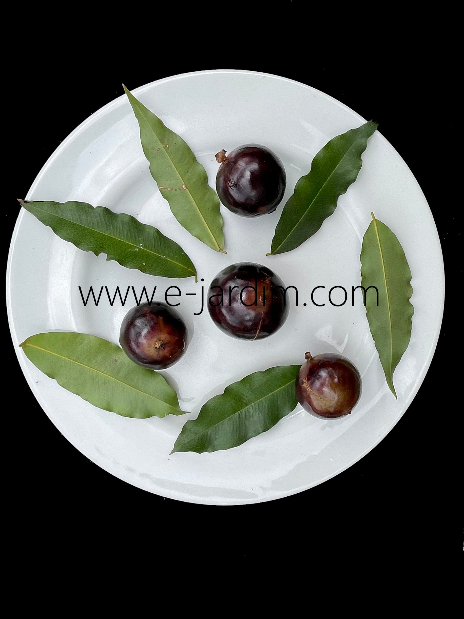 Plinia sp. / jabuticaba-gigante-do-espírito-santo - E-Jardim