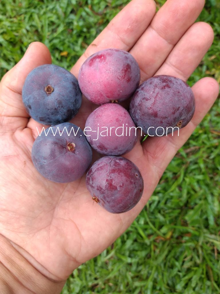 Eugenia sp. / eugênia-ameixa-roxa - E-Jardim